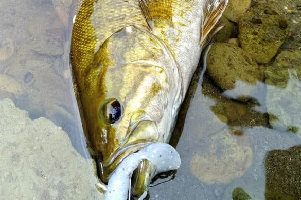 シーバスベイトロッドおすすめ最強の厳選8本【7ft・8ft・9ft・10ft】｜釣king[釣行ガイド]